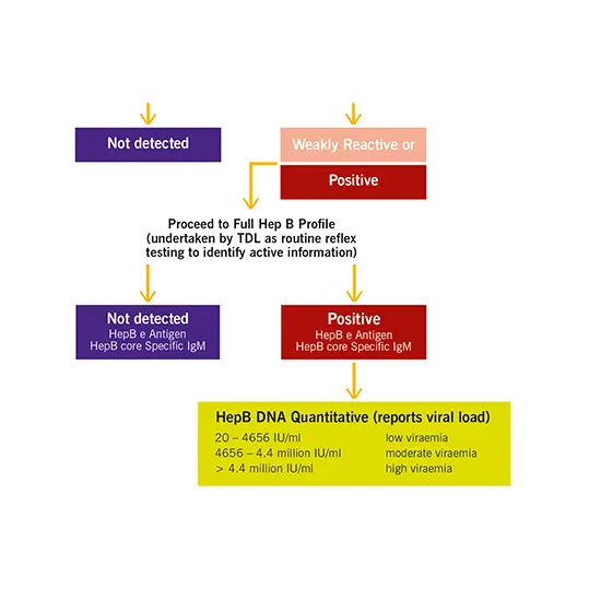 Hepatitis B Surface Antibody (HBsAb) Titer Test in Delhi NCR, India | GDIC