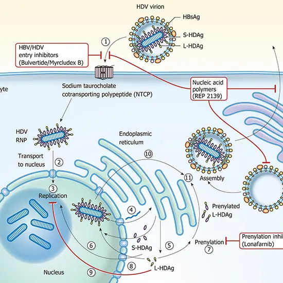 Hepatitis Delta Virus (HDV) PCR Test in Delhi NCR, India | GDIC