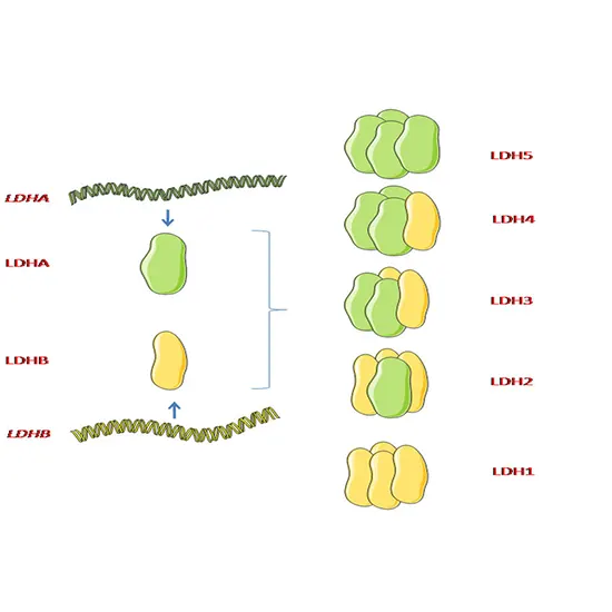 LDH Isoenzymes by Gel Electrophoresis Test in Delhi NCR, India | GDIC