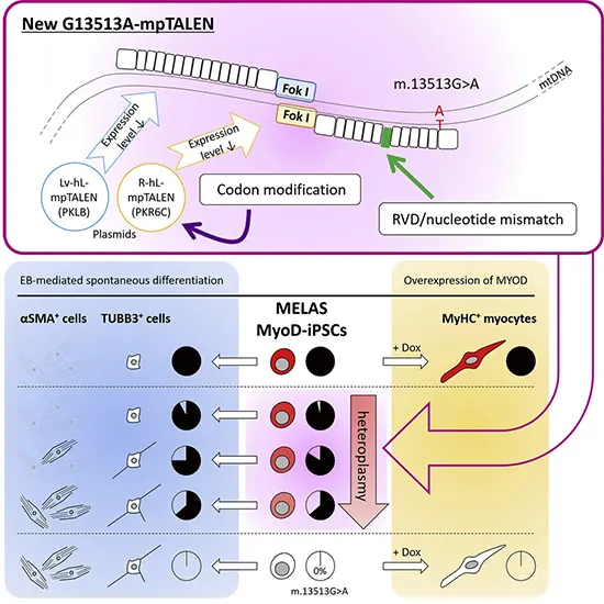 MELAS Mutation Detection Test in Delhi NCR, India | Ganesh Diagnostic
