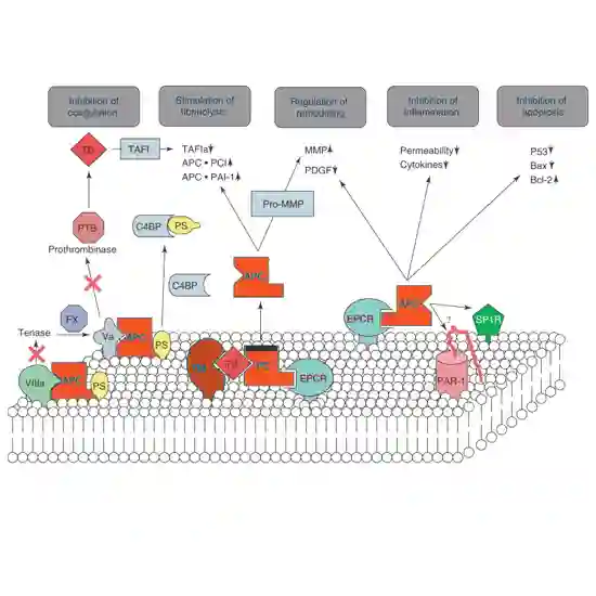 Activated Protein C Resistance (APC-R) | Test Cost In Delhi, India ...