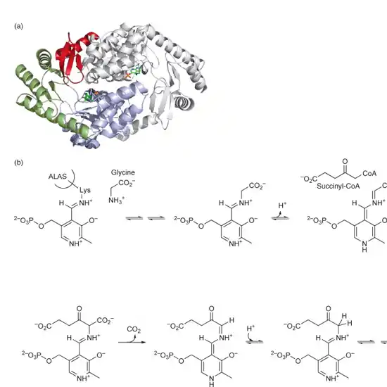 X-ray Optic Foramen View/ Rhese View Procedure - Ganesh Diagnostic